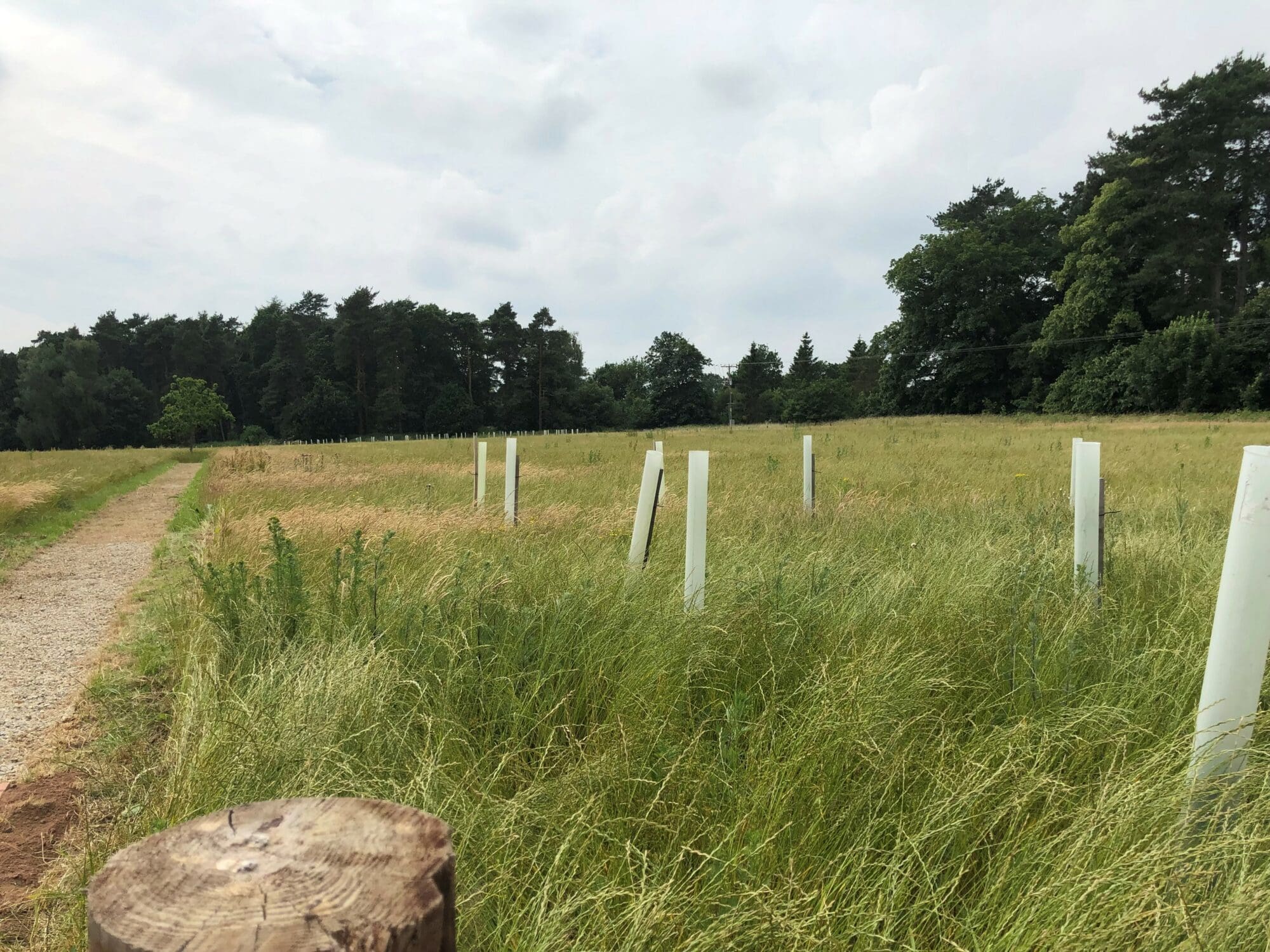 Attend a Tree Planting day – Multiple System Atrophy Trust